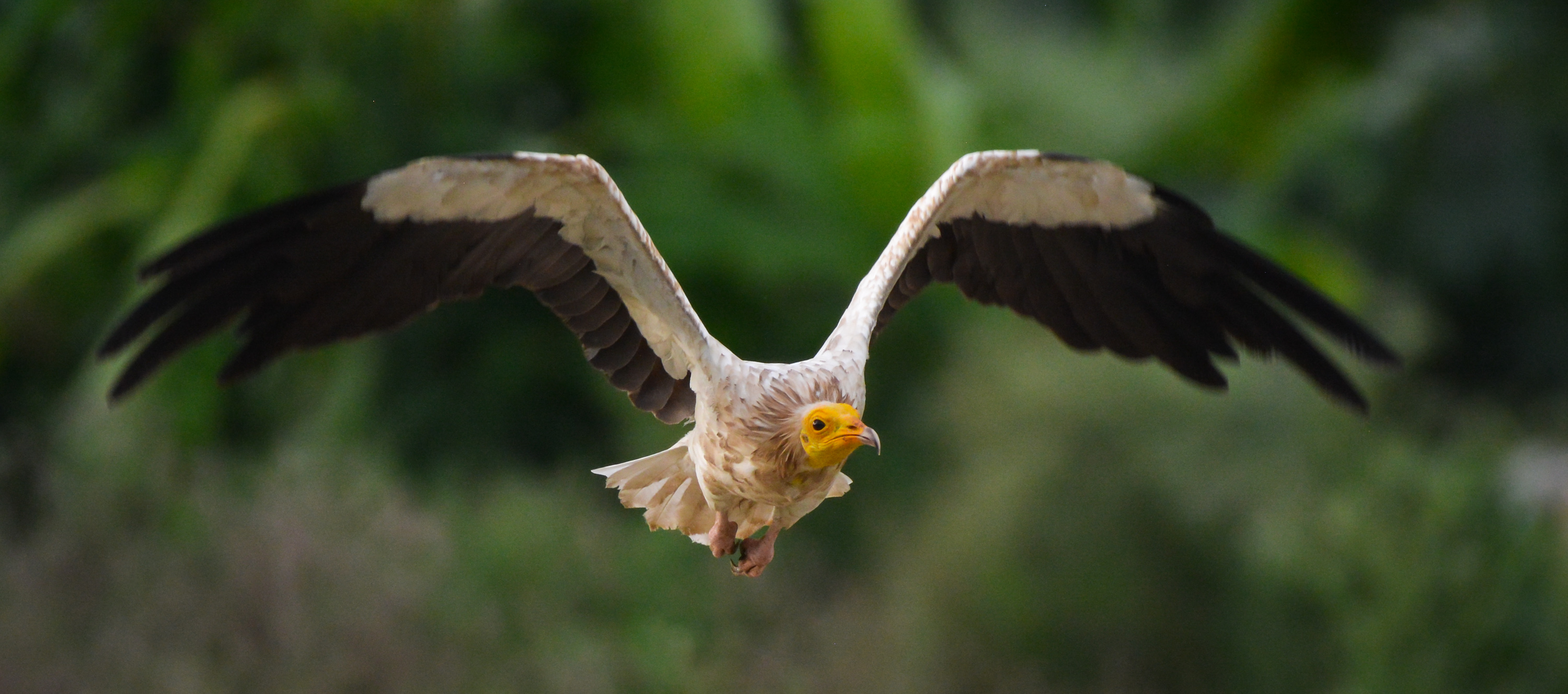 Himalayan Raptors